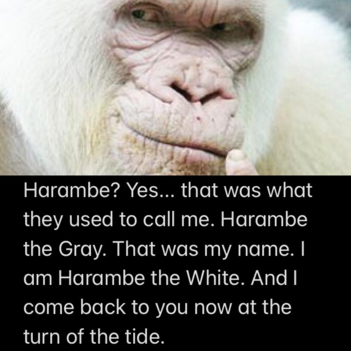Harambe the White - MyConfinedSpace