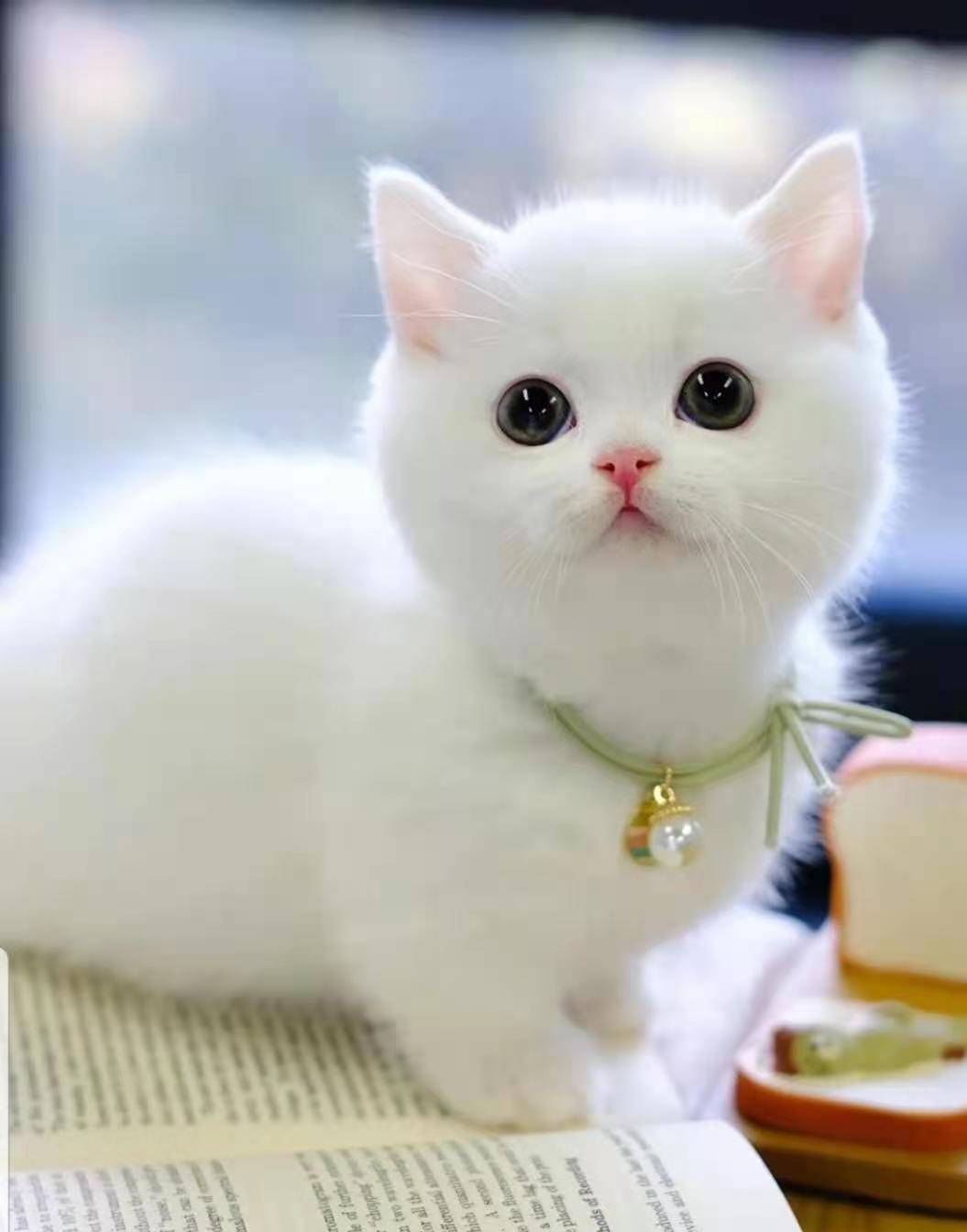 a snow white kitty - MyConfinedSpace