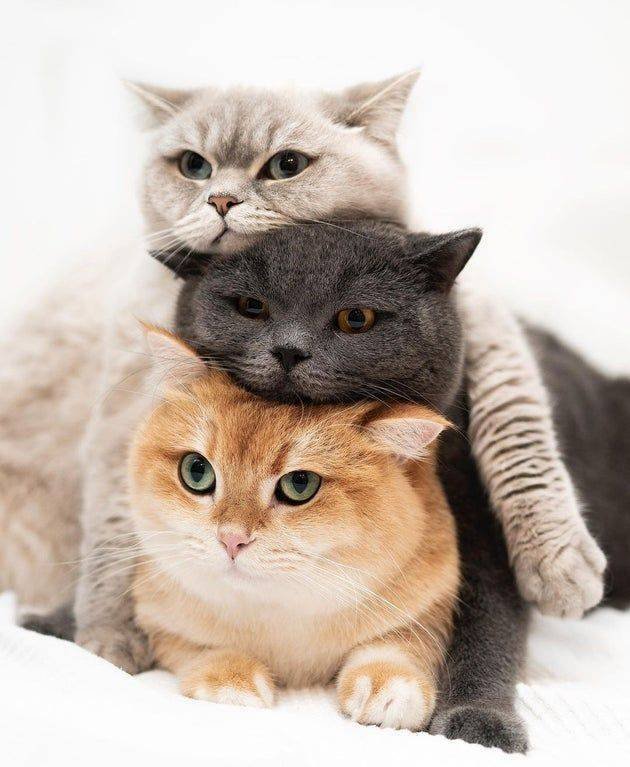 cat stack - MyConfinedSpace
