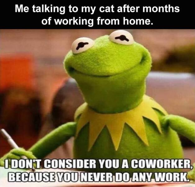 talking to my coworker cat - MyConfinedSpace