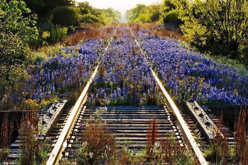 Mother Nature taking back her land over train tracks - MyConfinedSpace