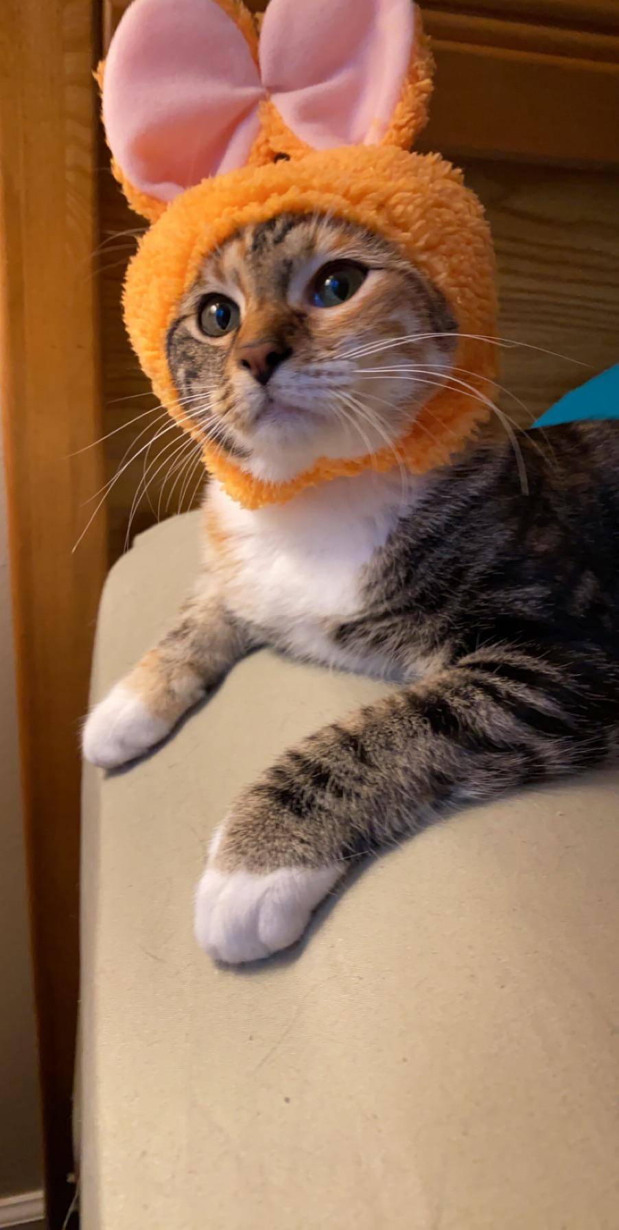 Rabbicat - MyConfinedSpace