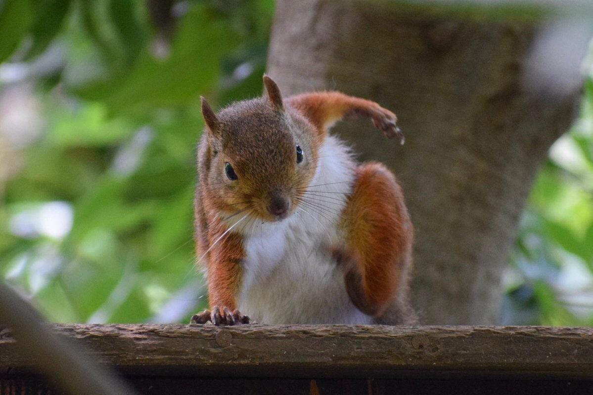 This squirrel looks like it just arrived from Asgard - MyConfinedSpace