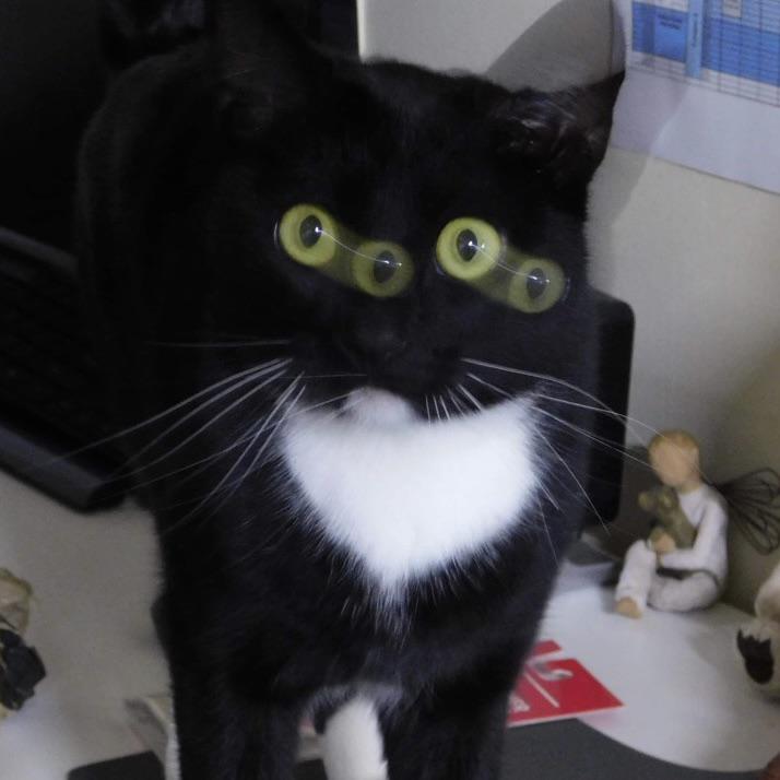 My mum took a picture of my cat Cleo with her new camera and ...