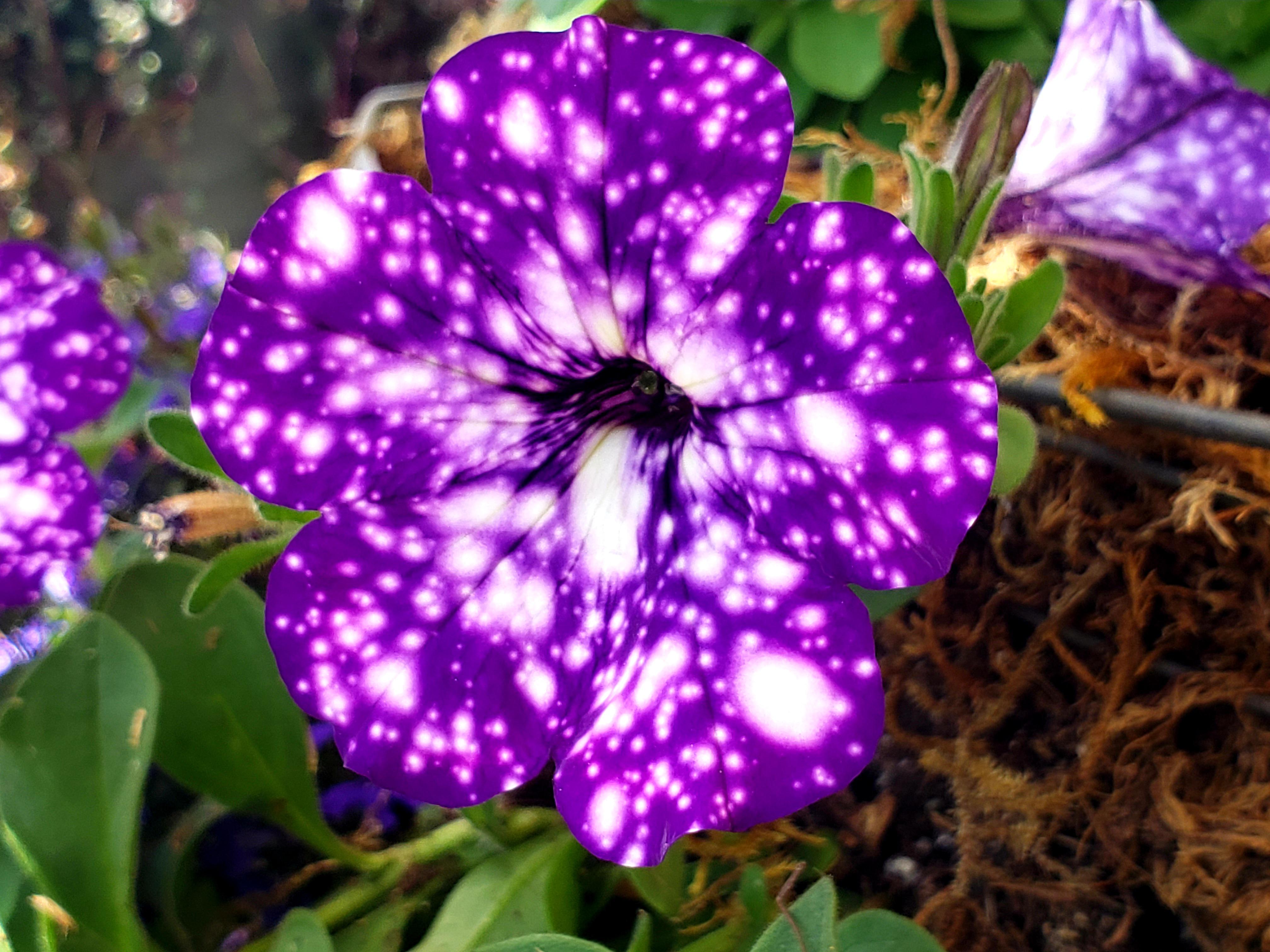 Starry night flower - MyConfinedSpace