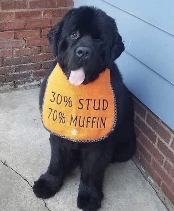 stud muffin - MyConfinedSpace MyConfinedSpace