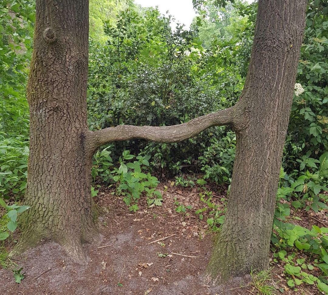 These two trees are connected by one branch - MyConfinedSpace