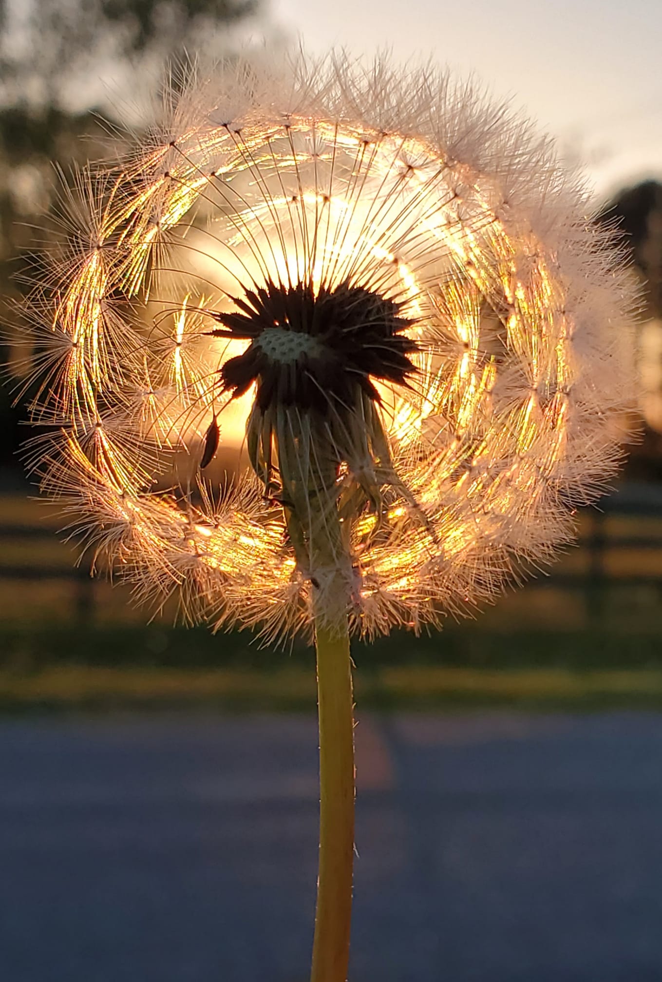 solar flower « MyConfinedSpace