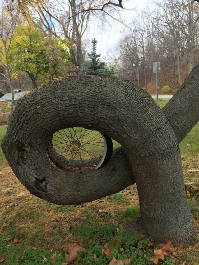 bike tree - MyConfinedSpace