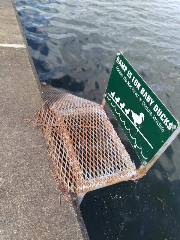 ramp is for ducks - MyConfinedSpace
