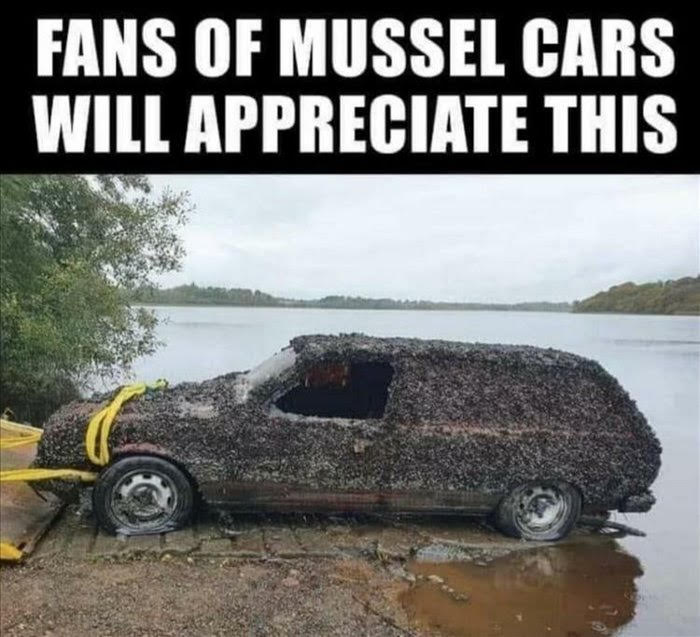 Mussel cars - MyConfinedSpace
