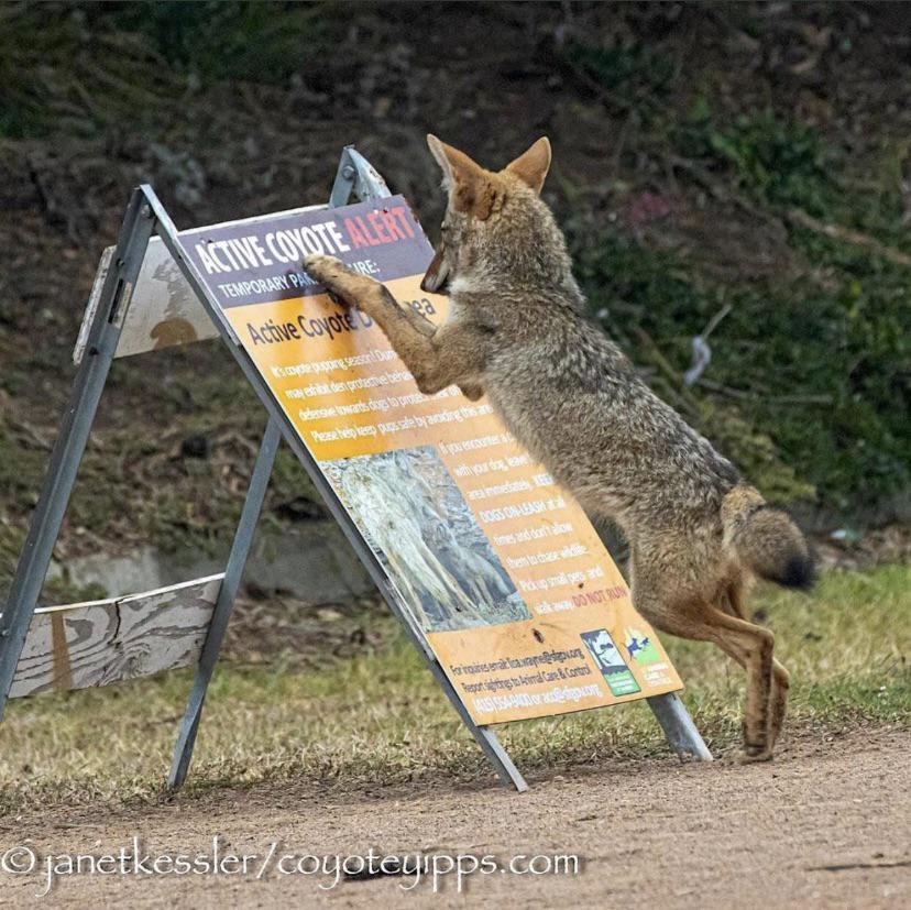 Coyote realizing its famous - MyConfinedSpace