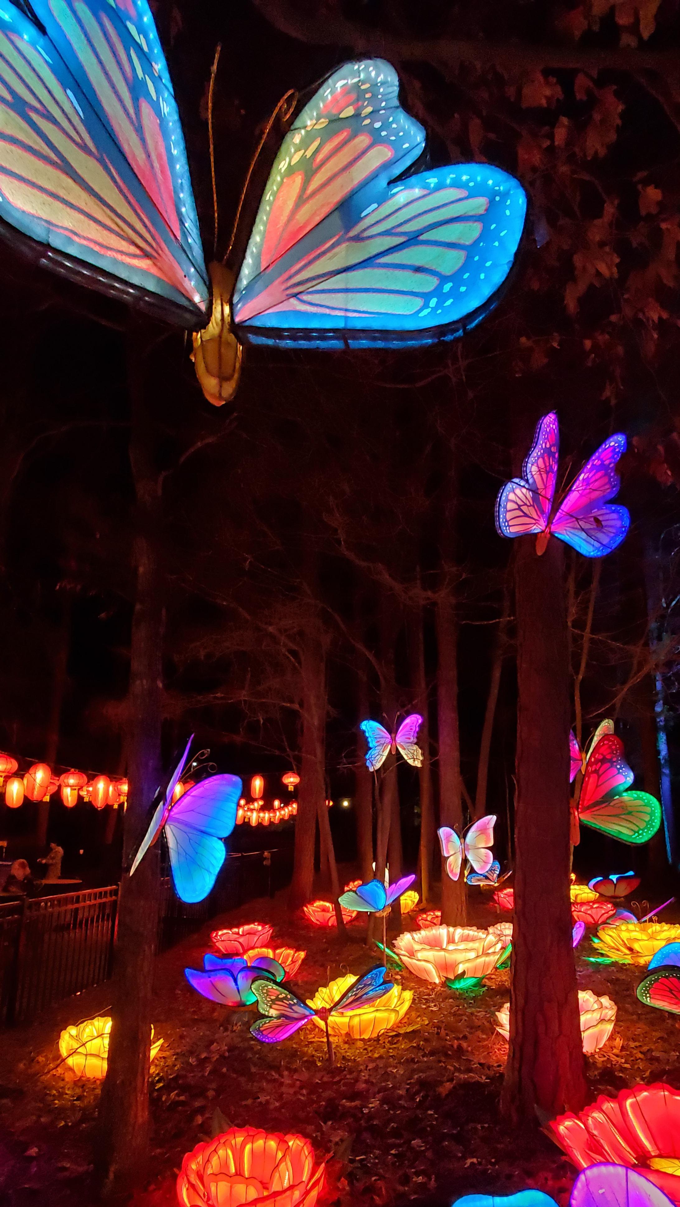 butterfly forest - MyConfinedSpace