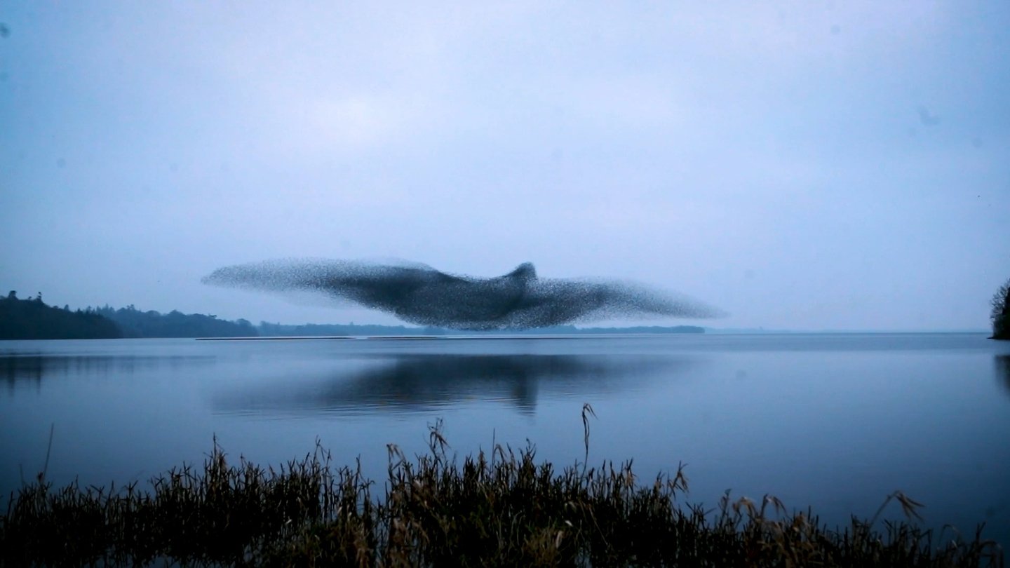 Murmuration of starlings takes on the shape of a giant bird as they fly ...