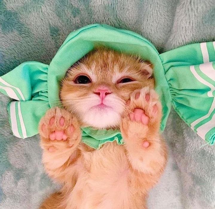 Cutest paws « MyConfinedSpace