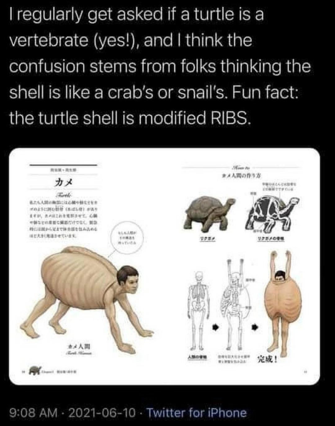 human turtle - MyConfinedSpace