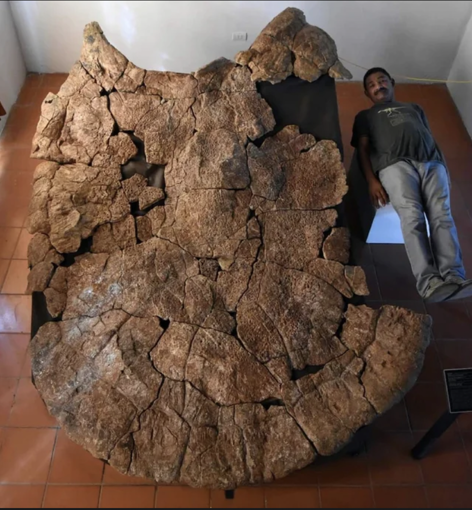 This 8 million year old turtle shell that was unearthed in Venezuela is ...