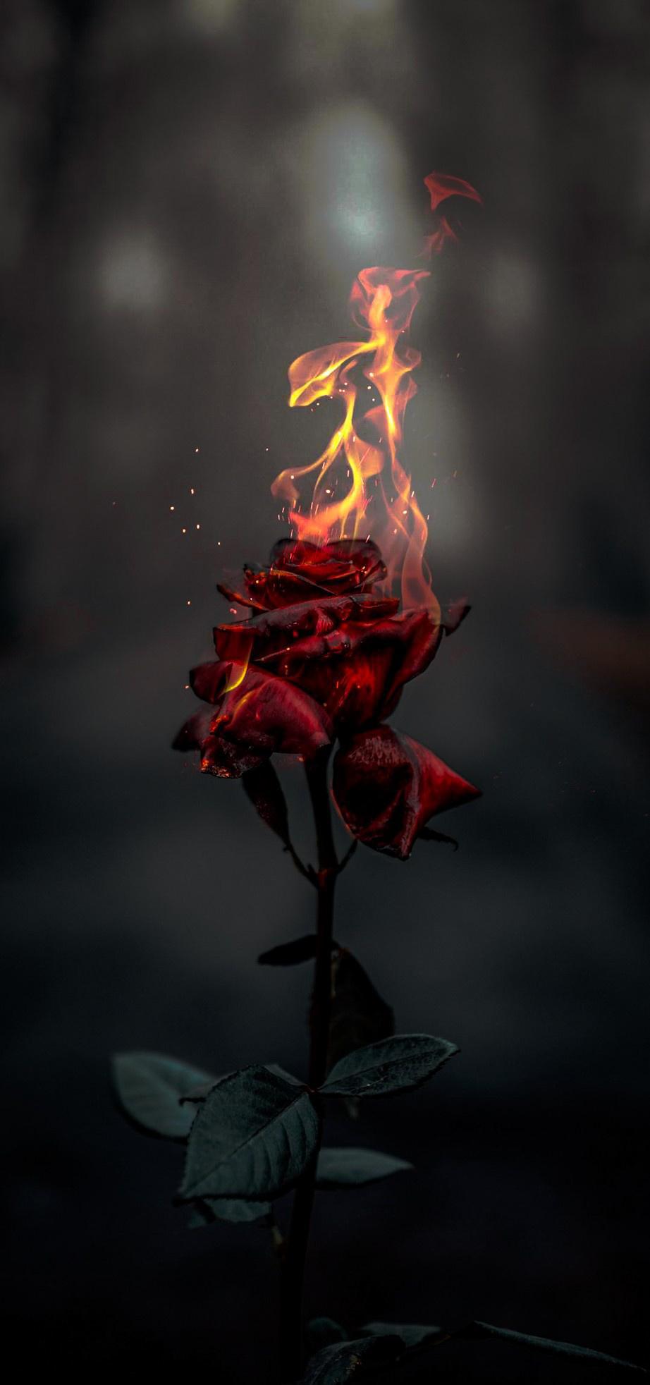 fire flower - MyConfinedSpace