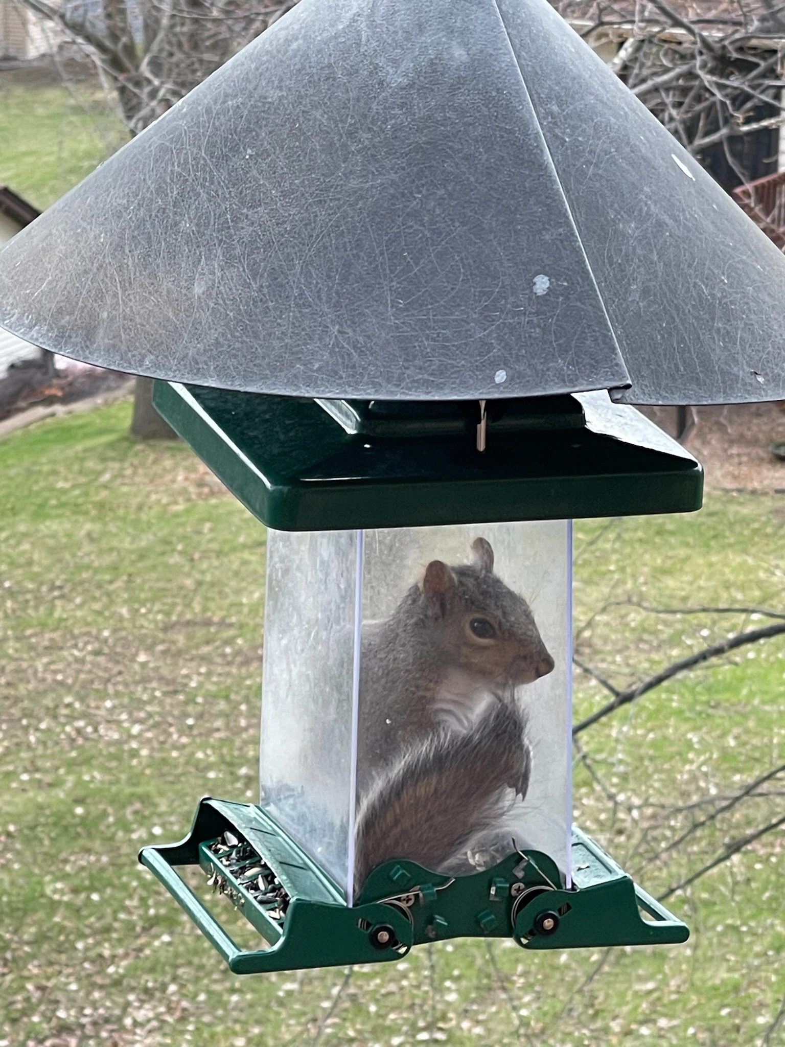 A new squirrel-proof bird feeder… - MyConfinedSpace