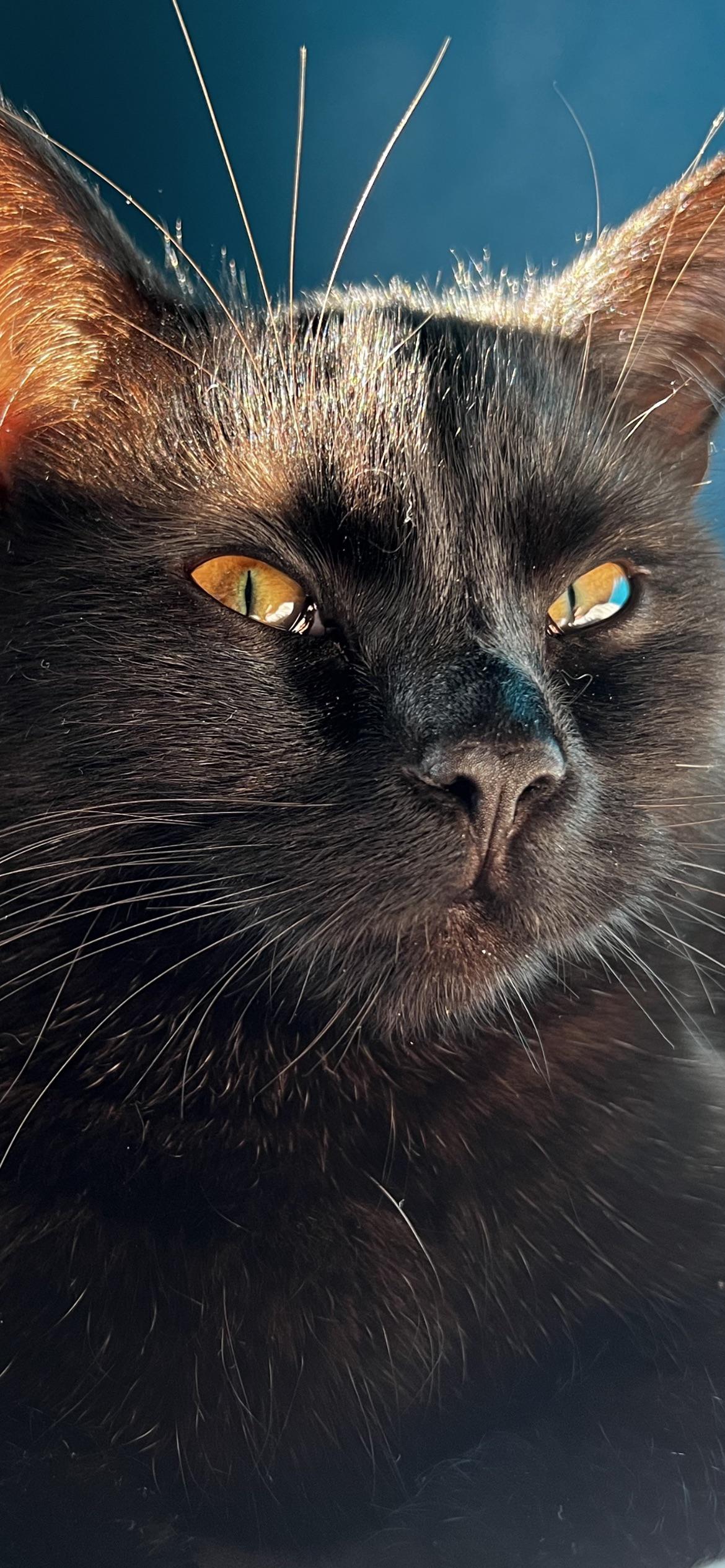 A new cat - MyConfinedSpace