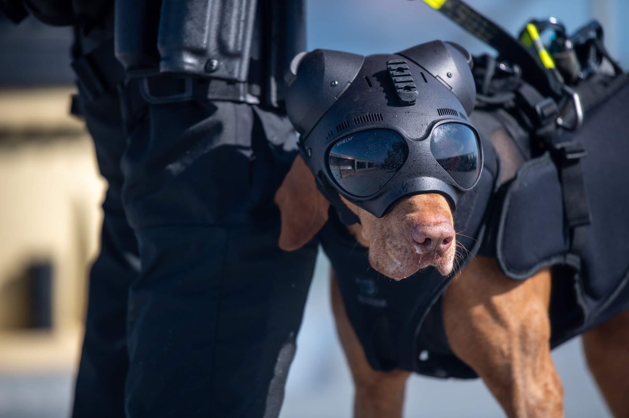 Body armor on a tactical police dog - MyConfinedSpace
