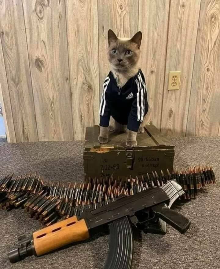 slav cat - MyConfinedSpace