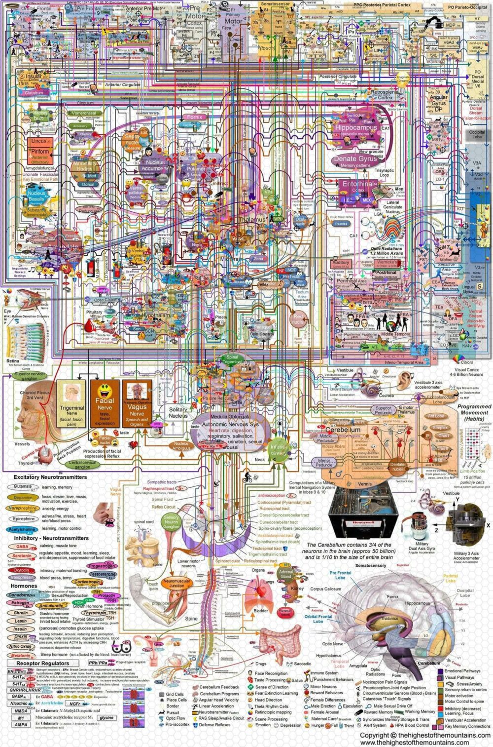 a simple illustration of how the brain works - MyConfinedSpace