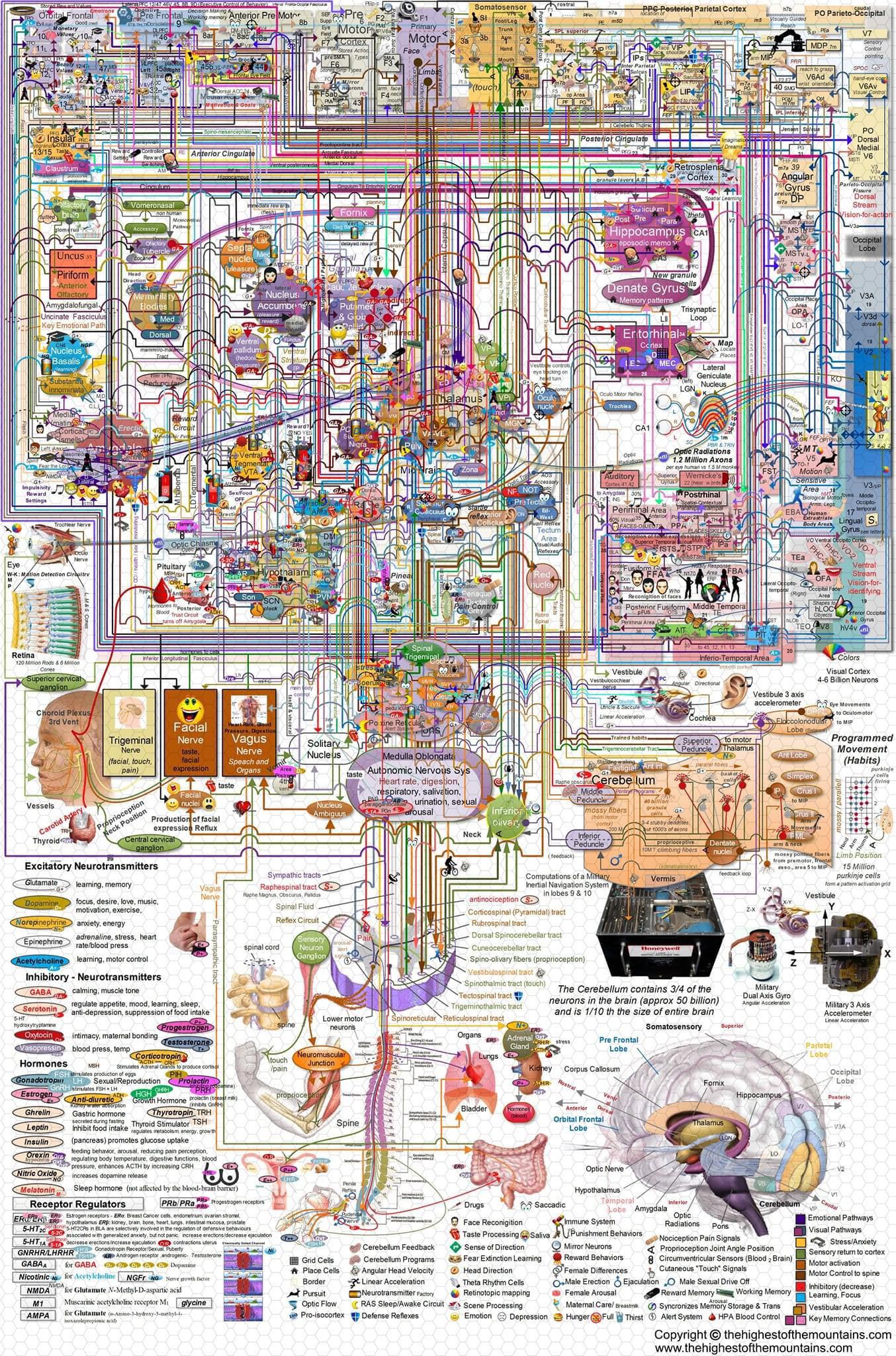 a simple illustration of how the brain works - MyConfinedSpace