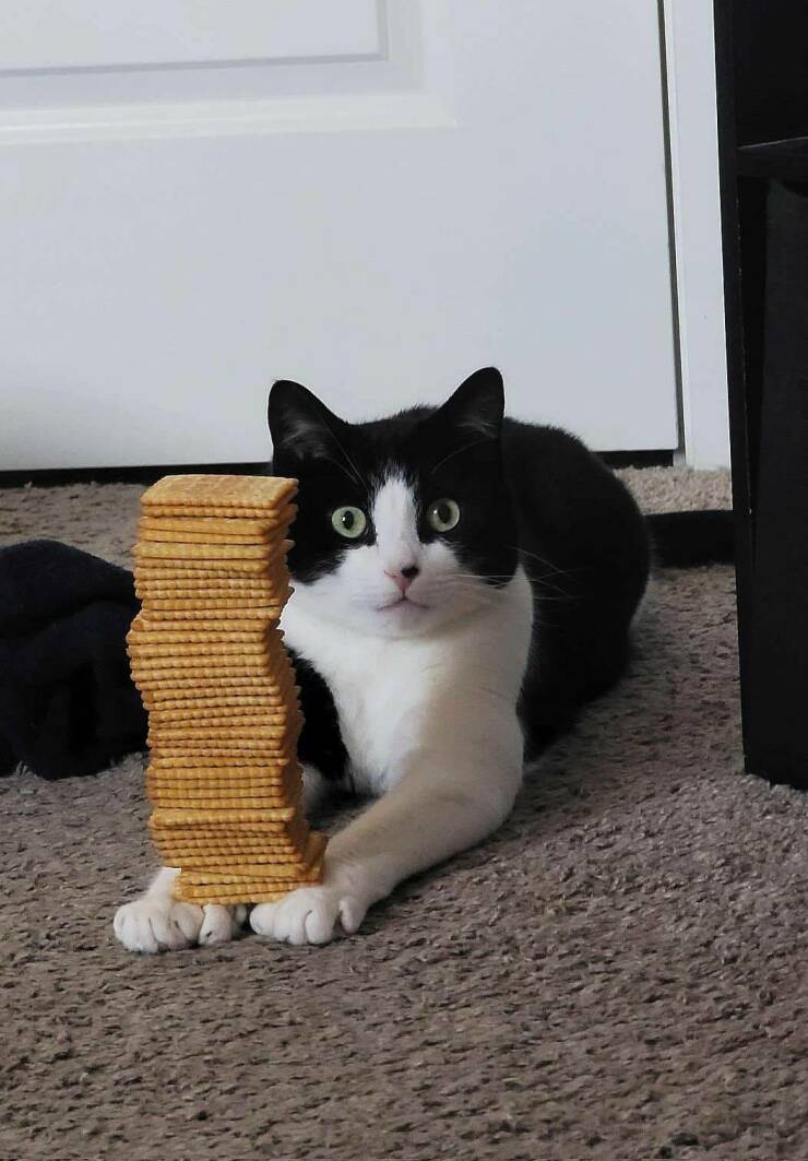 cat stack - MyConfinedSpace