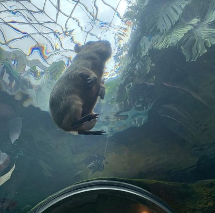 floating capybara - MyConfinedSpace