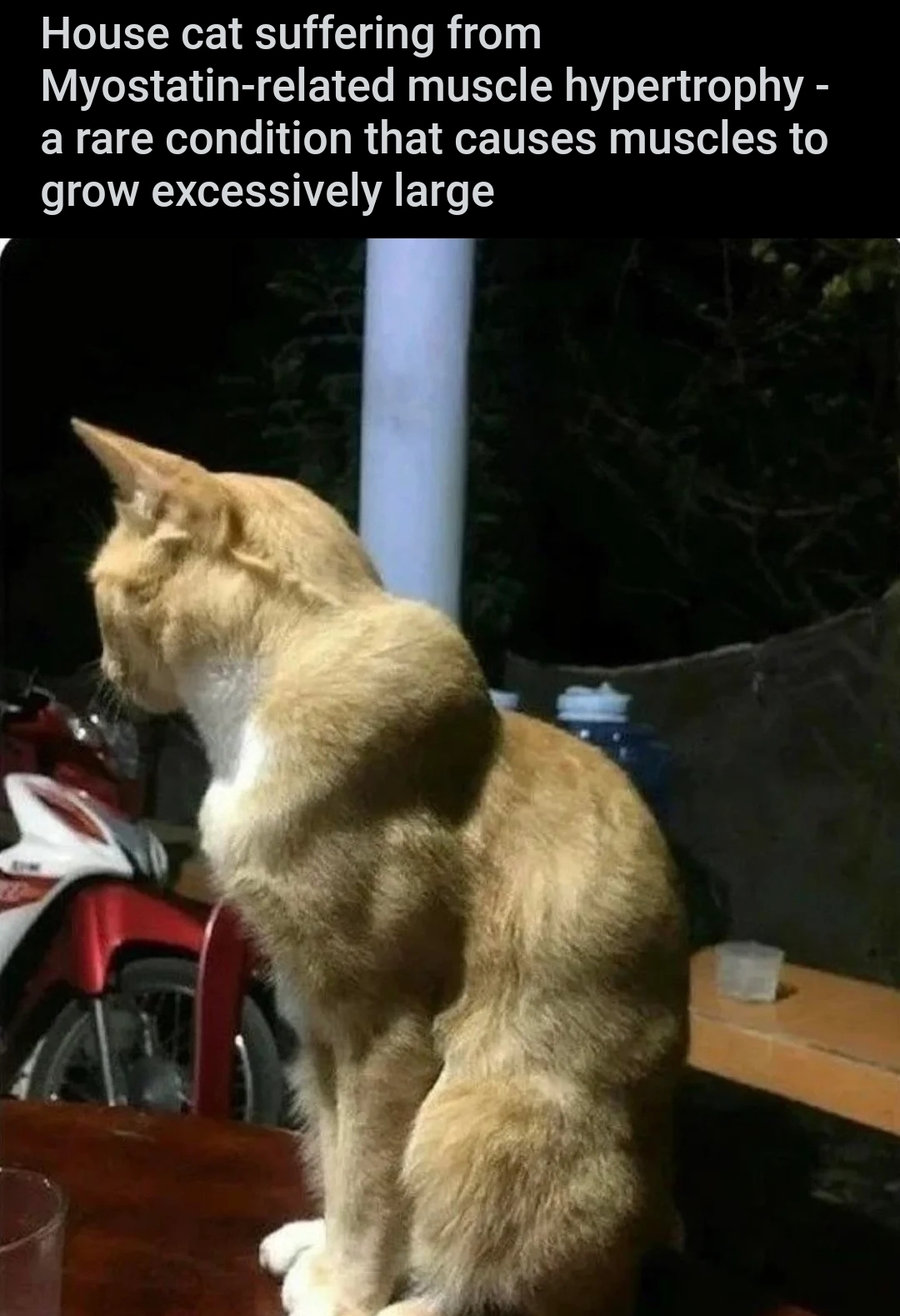 Thanks I hate buff cats - MyConfinedSpace