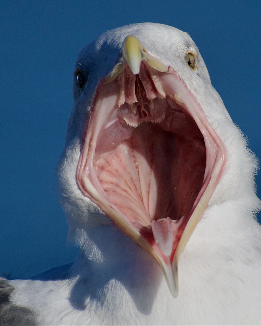 the inside of a seagull’s mouth. - MyConfinedSpace