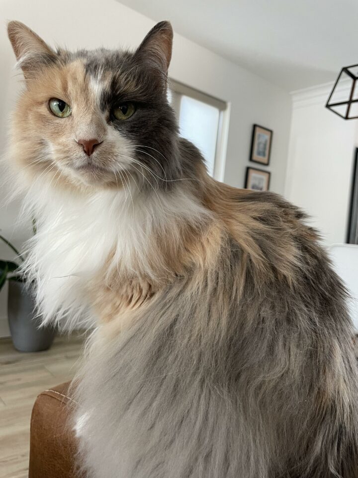 (OC) how cute is my Cali cat? - MyConfinedSpace