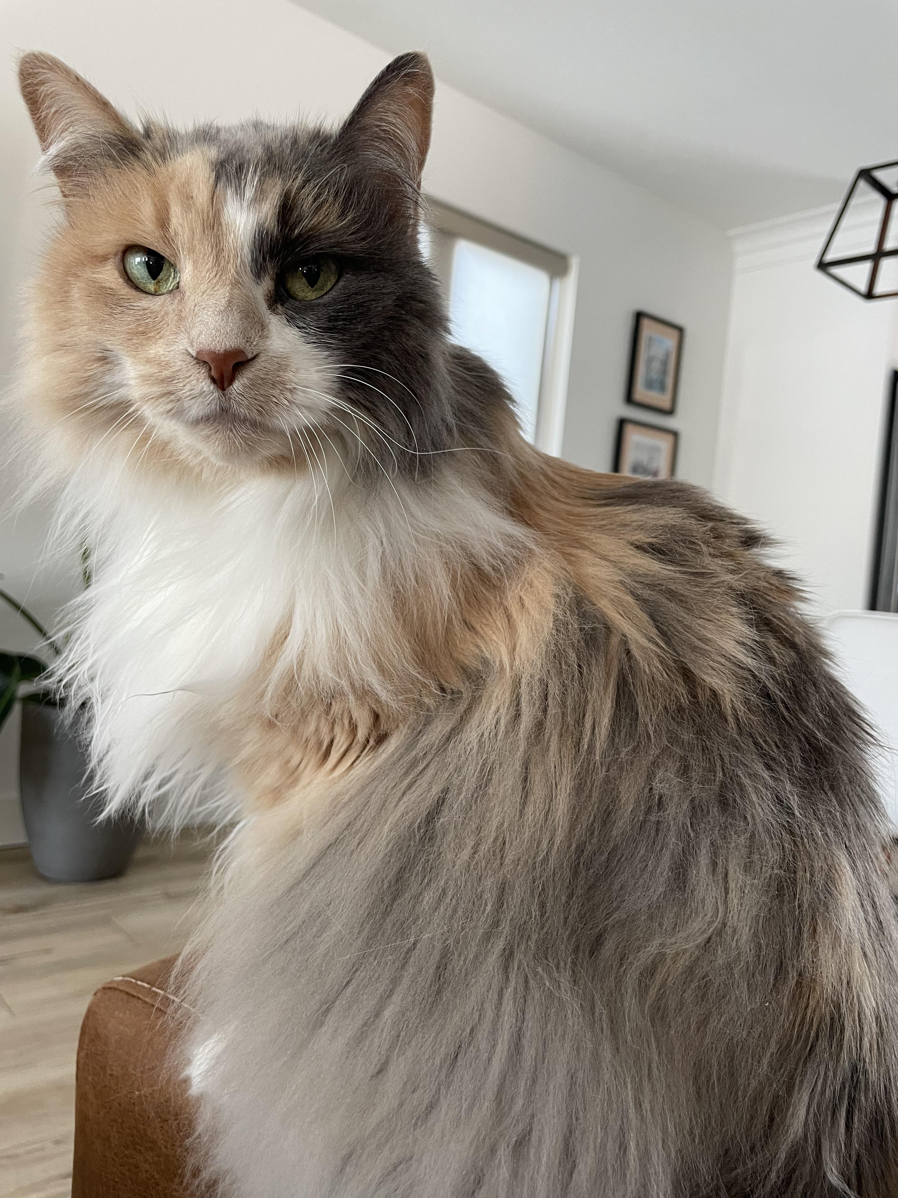 (OC) how cute is my Cali cat? - MyConfinedSpace