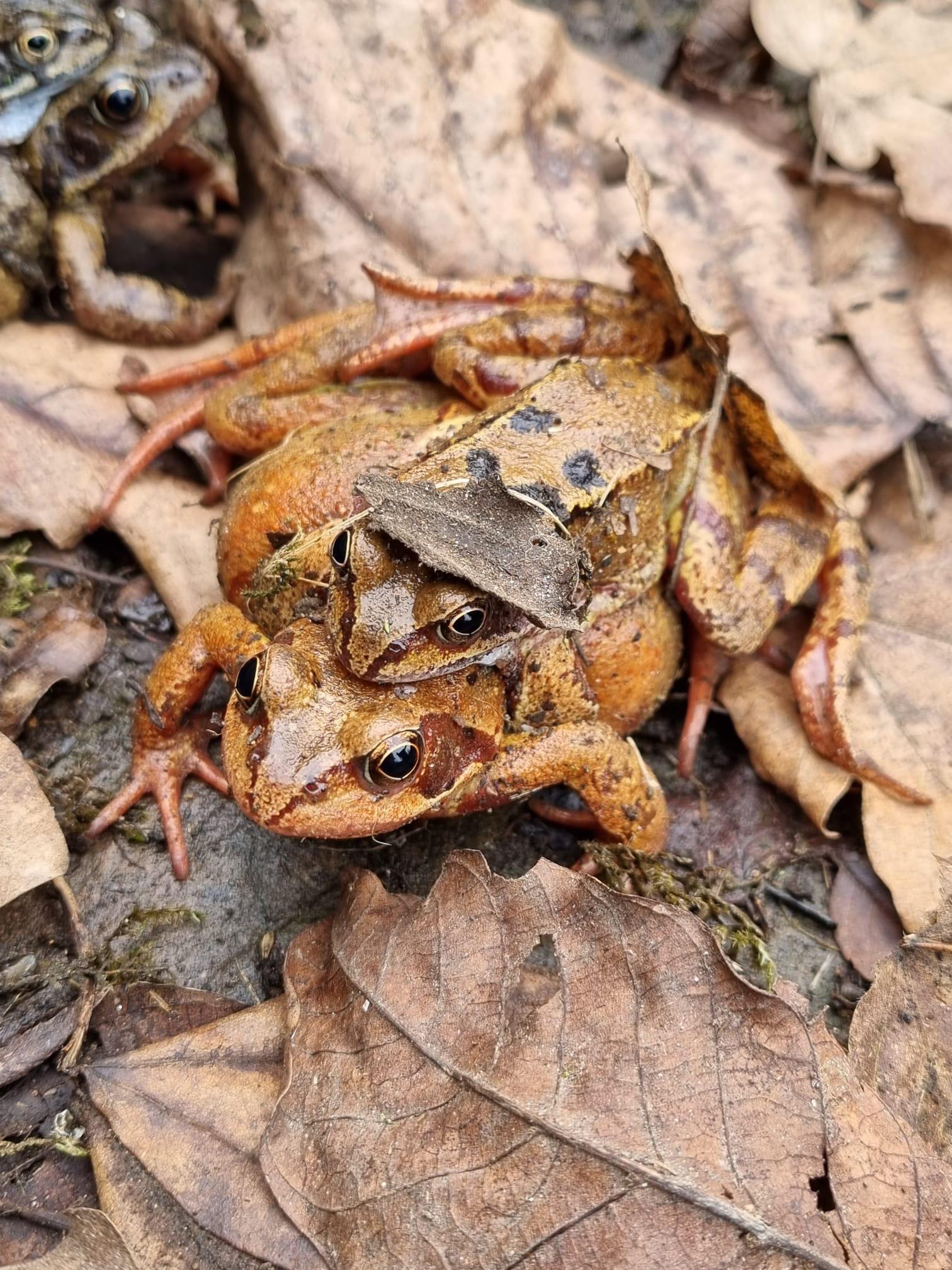 Frog with frog hat with hat - MyConfinedSpace