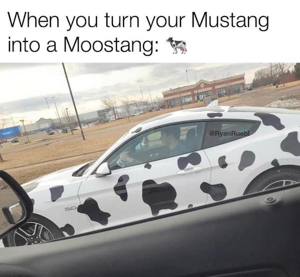 Moostang - MyConfinedSpace