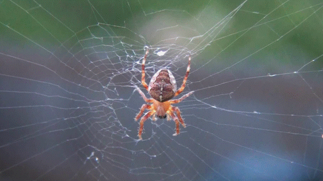spider moves its hands - MyConfinedSpace