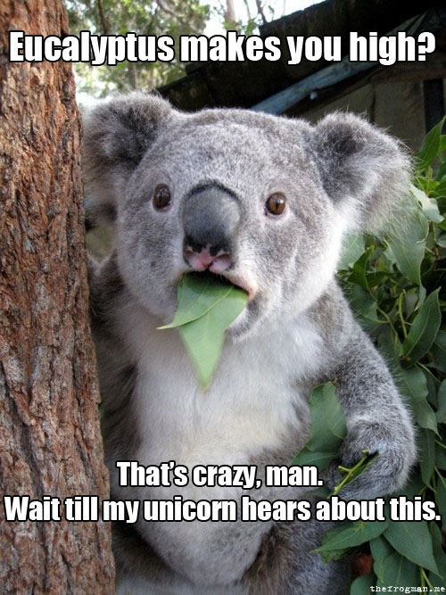 High Koalas - MyConfinedSpace