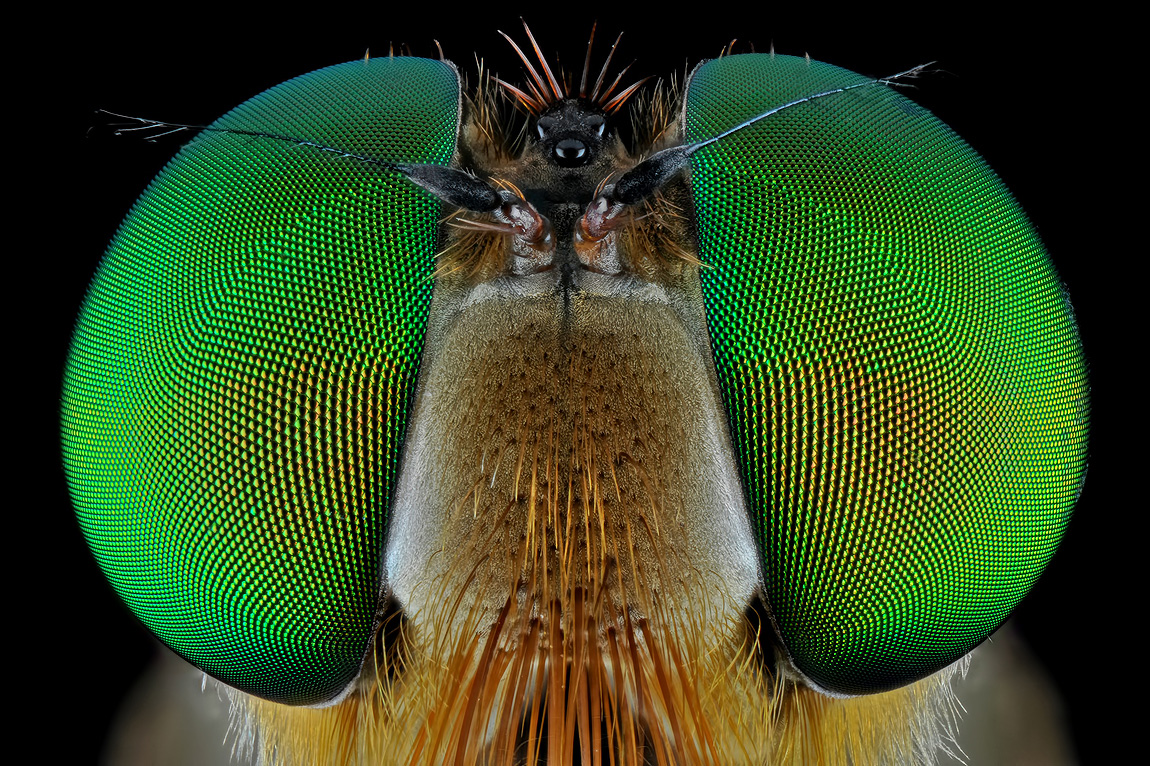 Our insect overlords - MyConfinedSpace