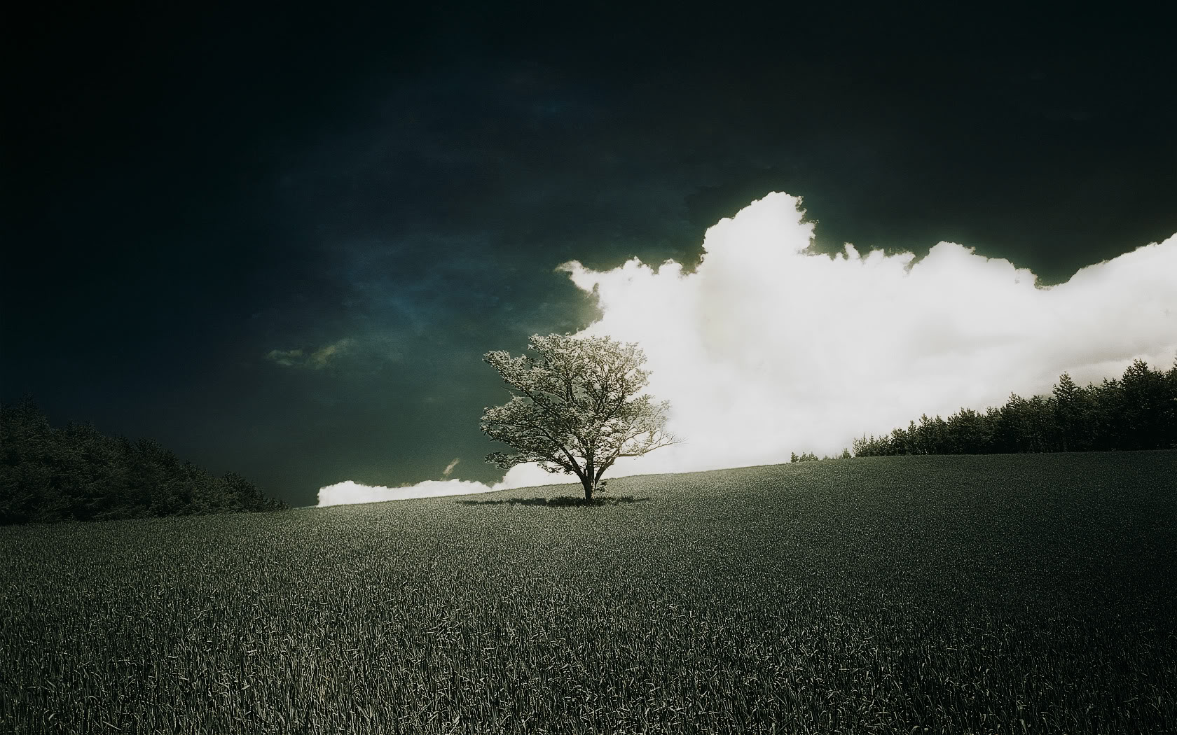 Lone tree wallpapers « MyConfinedSpace