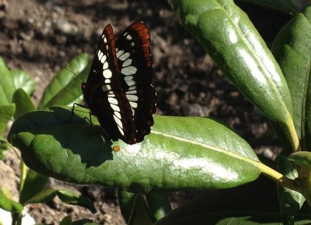 Butterflies poop liquid - MyConfinedSpace