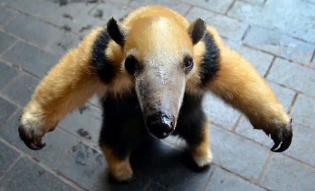 Anteater - MyConfinedSpace
