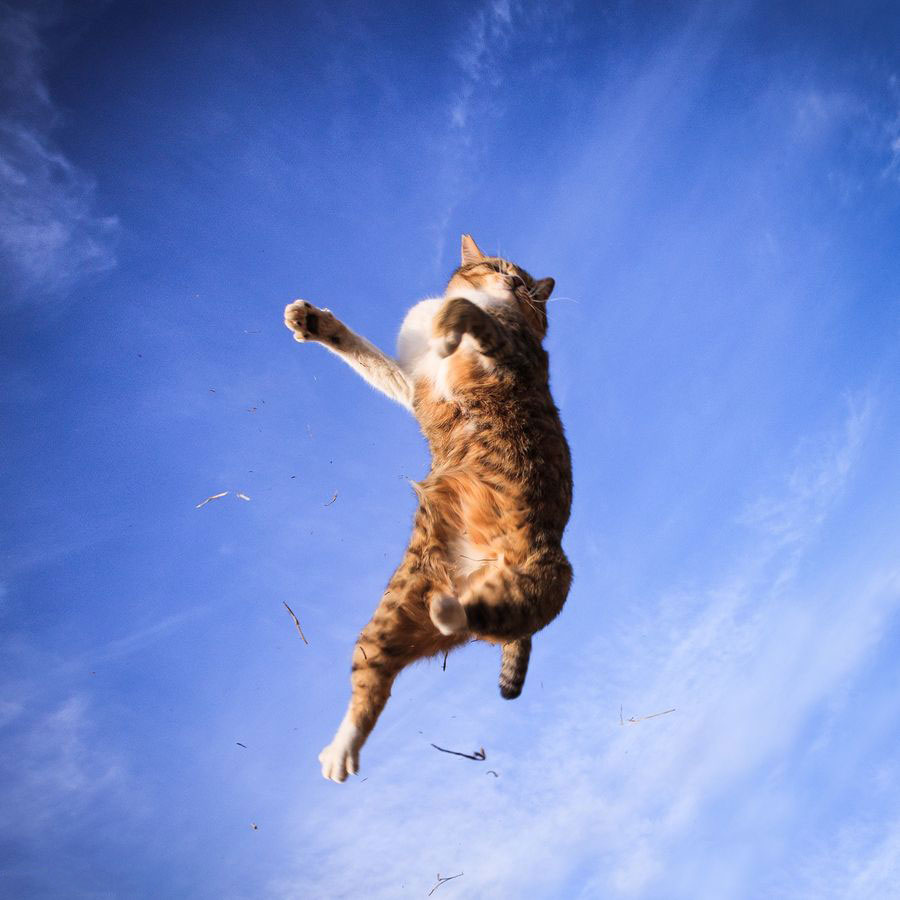 Because cats can fly « MyConfinedSpace