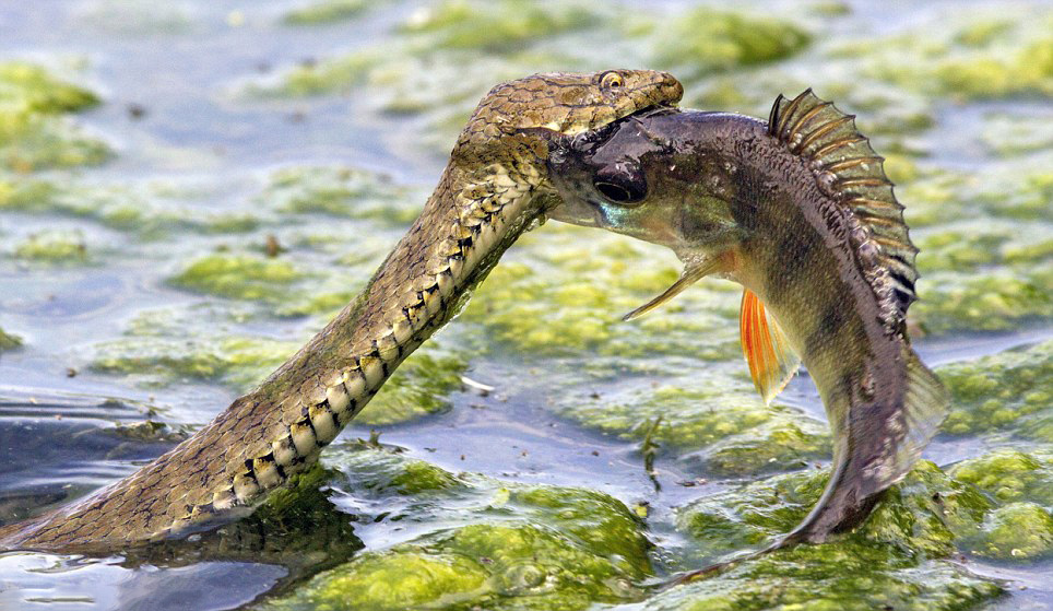 Snake vs Fish - MyConfinedSpace