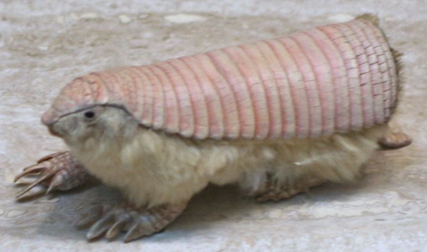 Pink fairy armadillo - MyConfinedSpace
