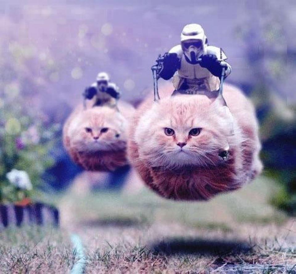 Stormtroopers riding cats - MyConfinedSpace