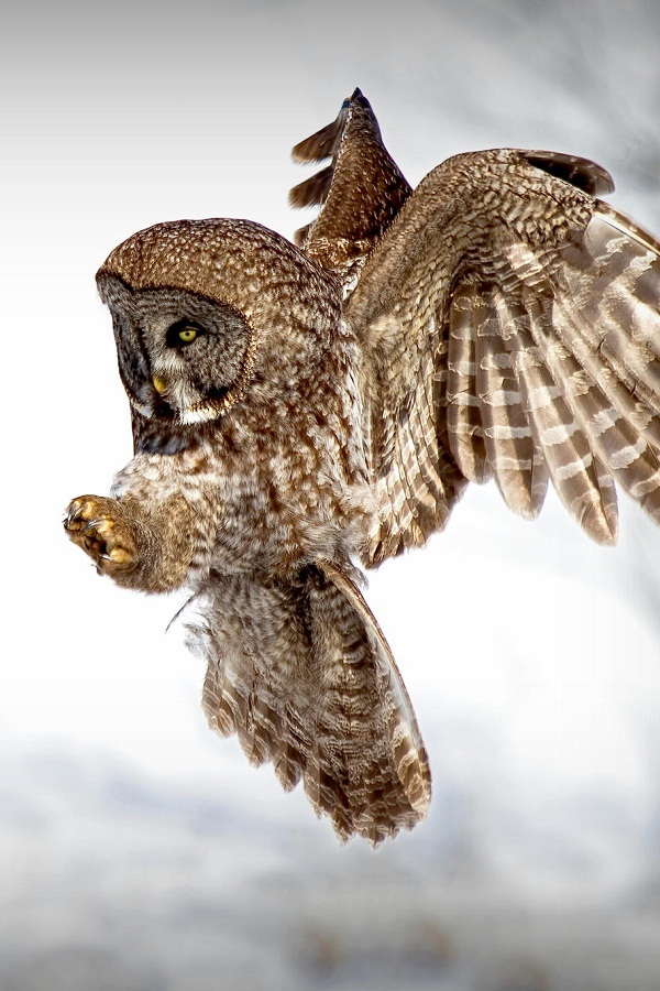 Fluffed owl - MyConfinedSpace