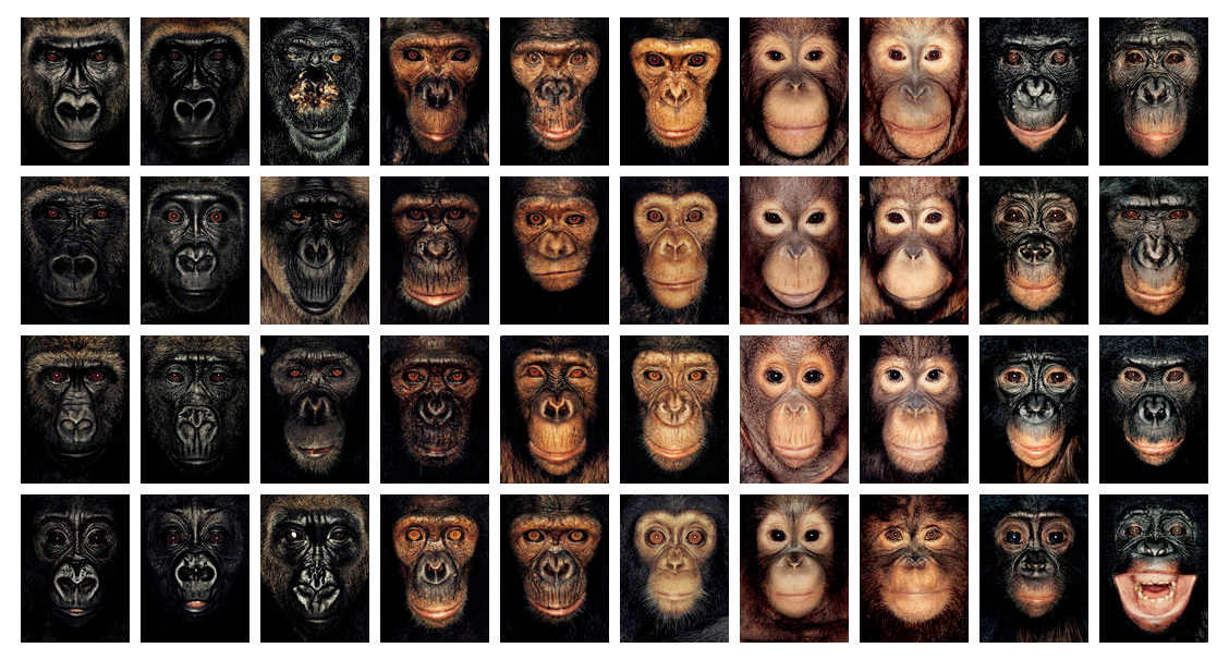 Ape Faces - MyConfinedSpace