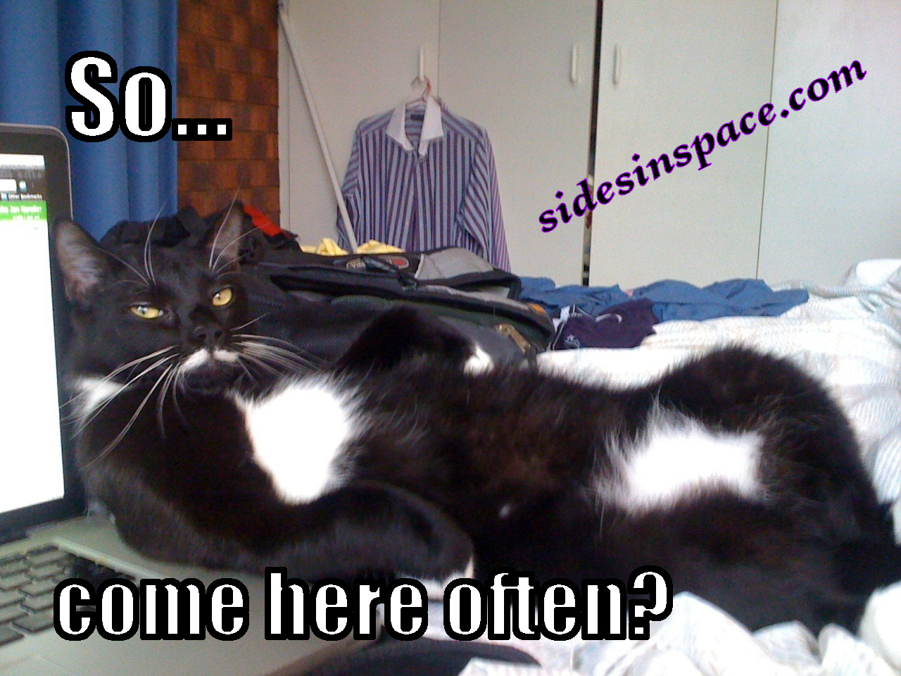 Gentleman Cat - MyConfinedSpace