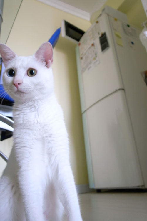 çŒ« - MyConfinedSpace